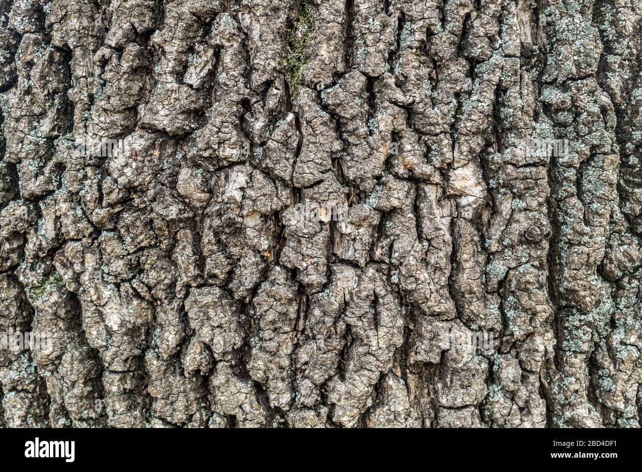 tree Bark Texture Close Up Stock Photo - Alamy