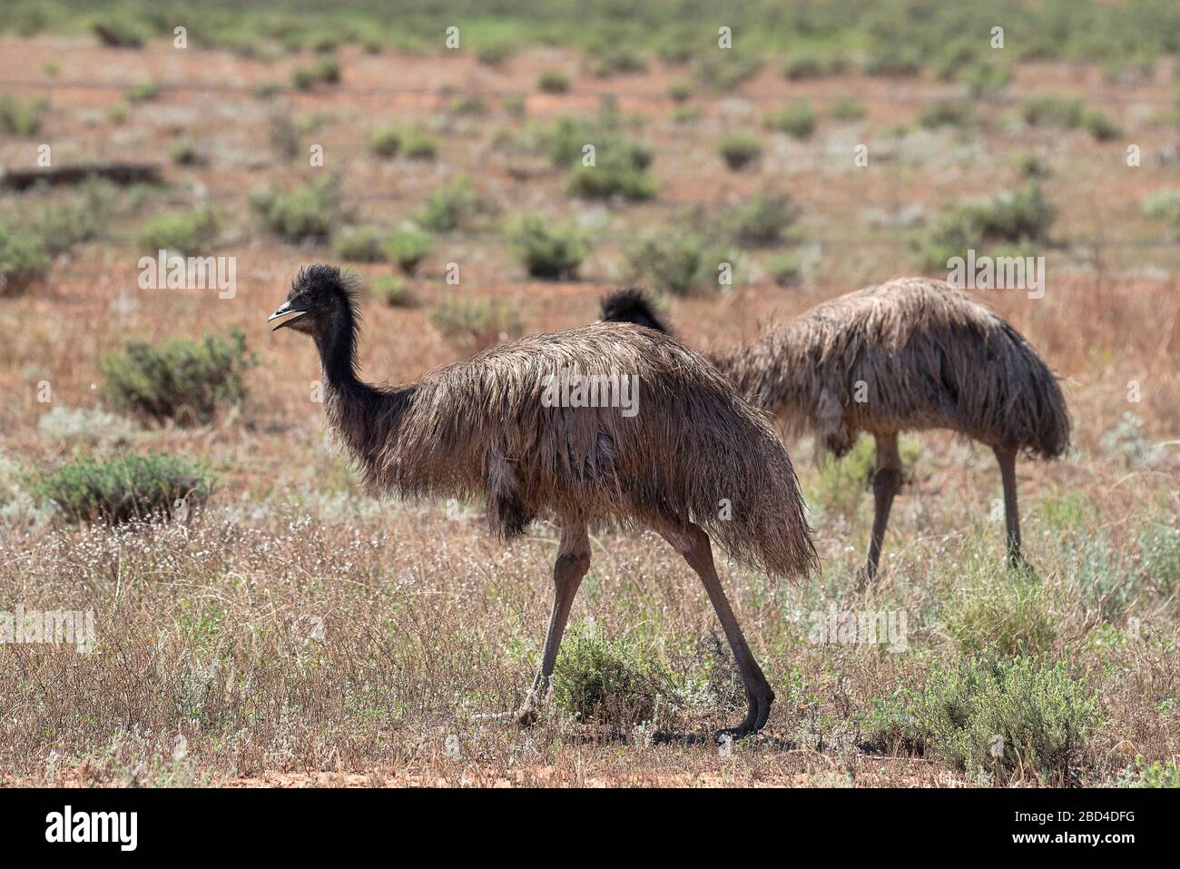 Emus in the outback of NSW, Australia Stock Photo - Alamy