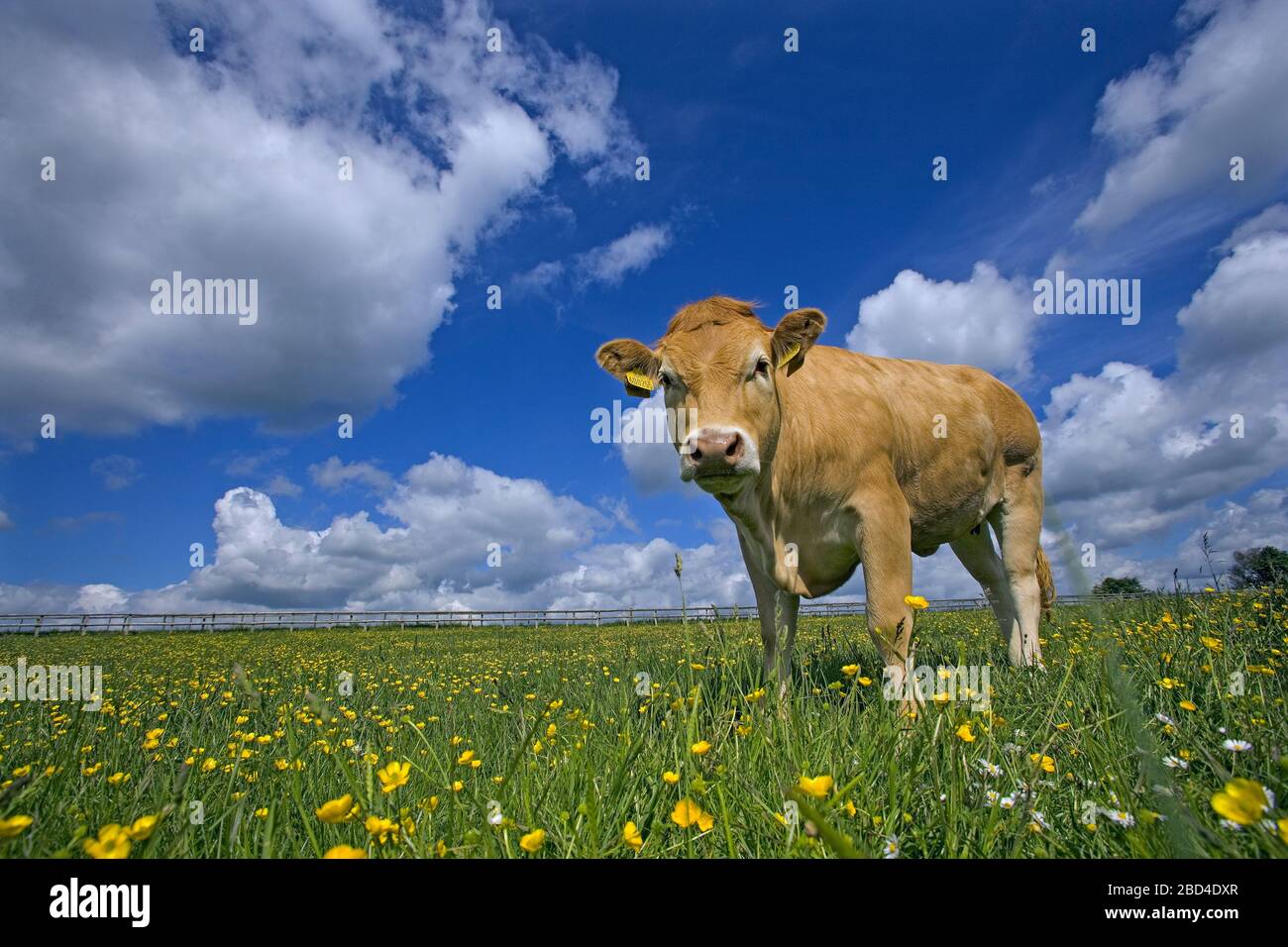 Beef Calves in Buttercup Meadow Tring Hertfordshire Stock Photo - Alamy