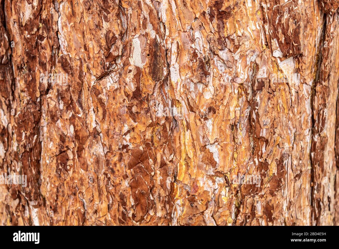 tree Bark Texture Close Up Stock Photo - Alamy