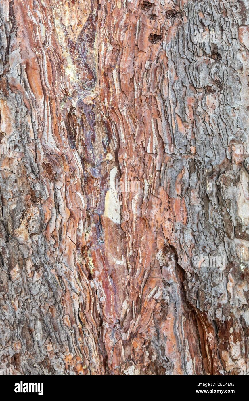 tree Bark Texture Close Up Stock Photo - Alamy