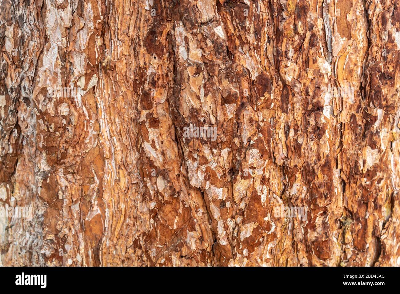 tree Bark Texture Close Up Stock Photo - Alamy