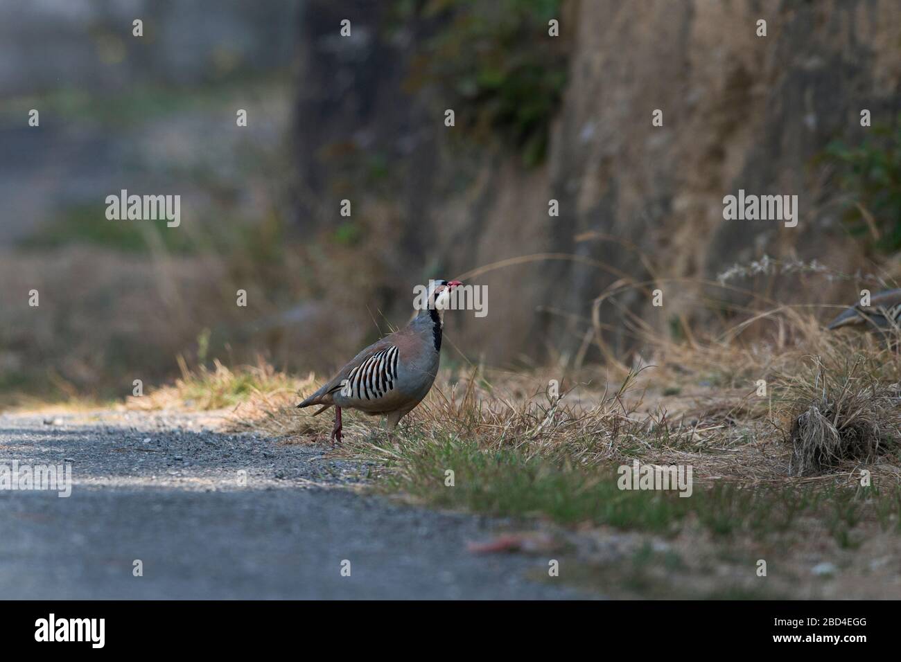 The image of chukar partridge (Alectoris chukar),in Sitlakhet, Almora ...