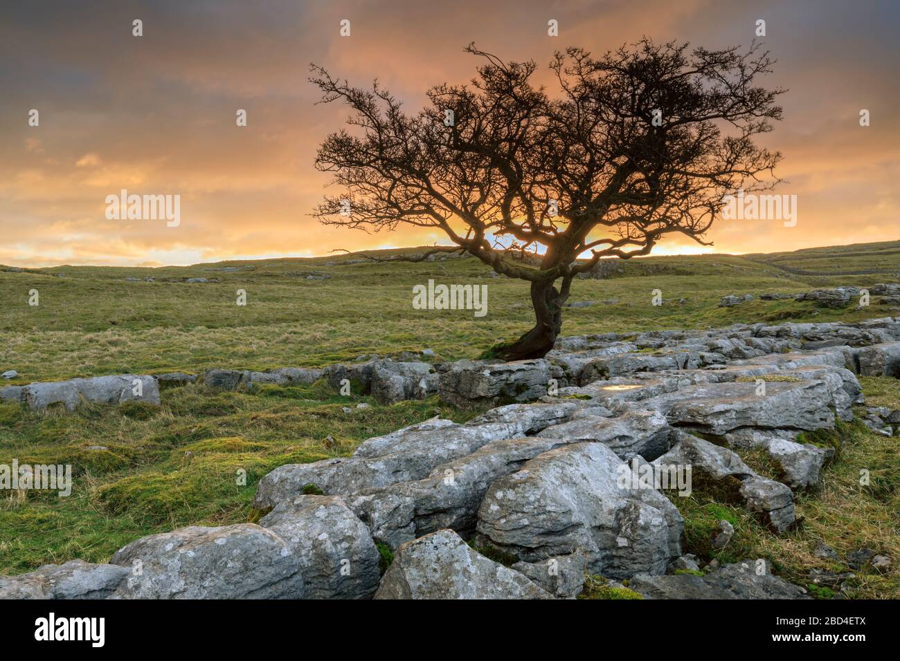 A lone hawthorn tree at the Winskill Stones in the Yorkshire Dales ...