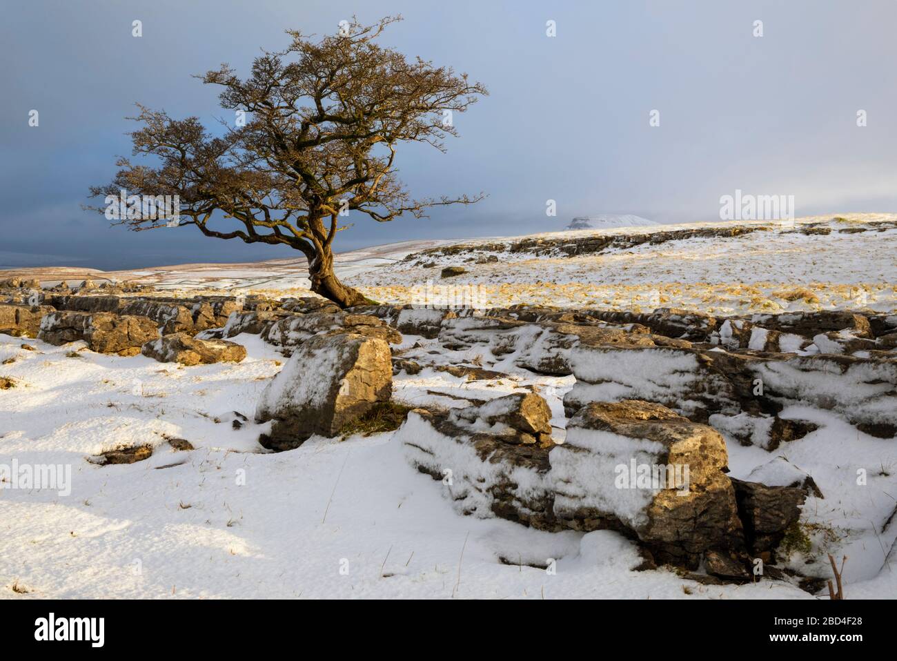 Tree of the y hi-res stock photography and images - Alamy