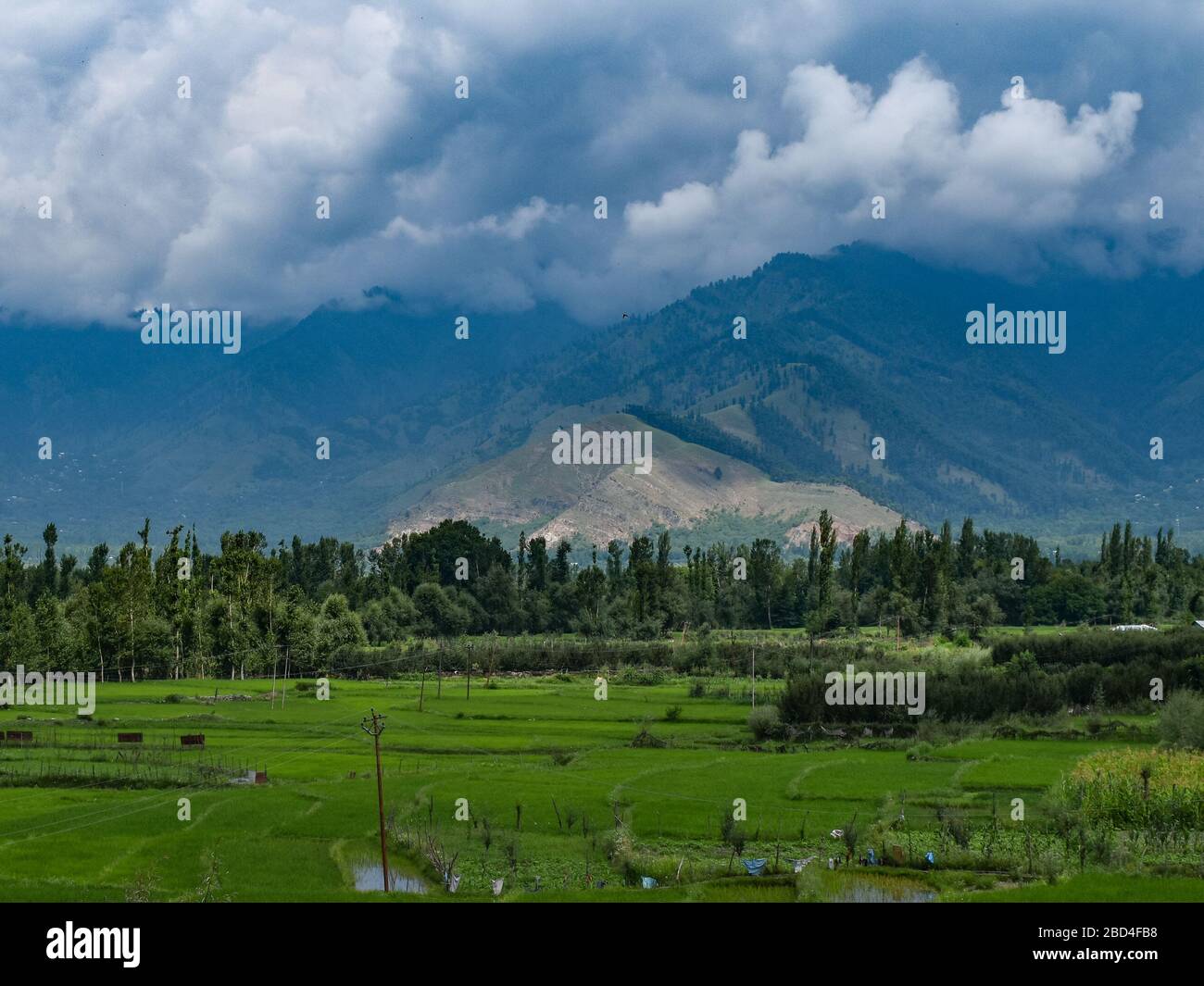 Beautiful view of Paddy fields with beautiful blue sky at Pahalgam ...