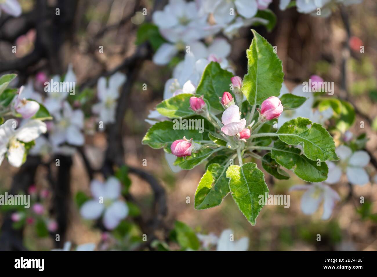 Buds young leaves apple tree hi-res stock photography and images - Alamy