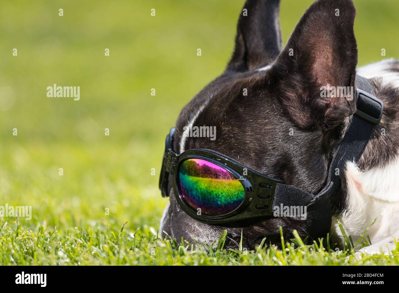 A cute black and white French Bulldog dog head portrait with cute ...