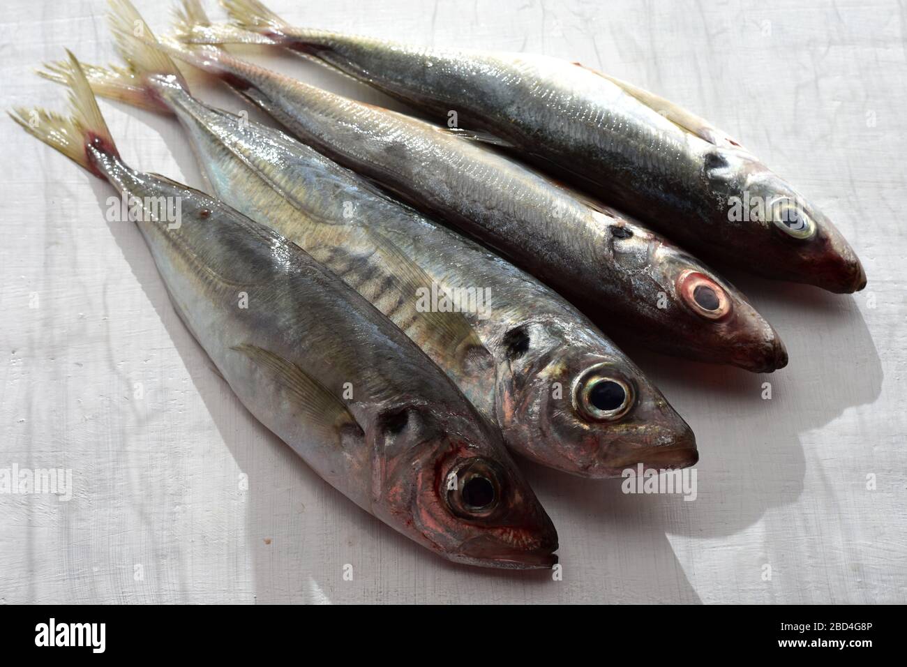 Closeup of Fresh Saba fish (Mackerel) isolated on white background ...
