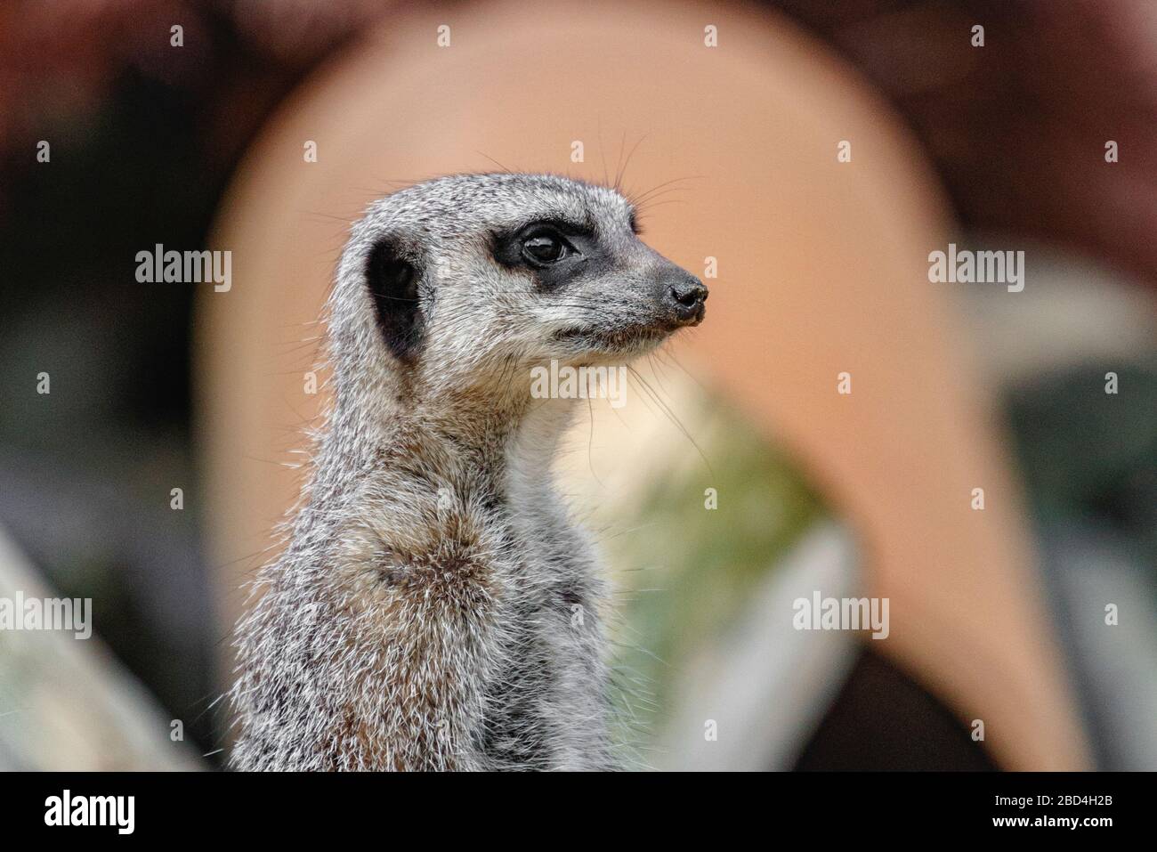 Single meerkat head shot Stock Photo - Alamy