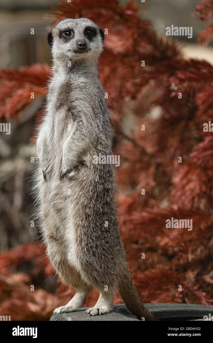 Single meerkat looking out Stock Photo - Alamy
