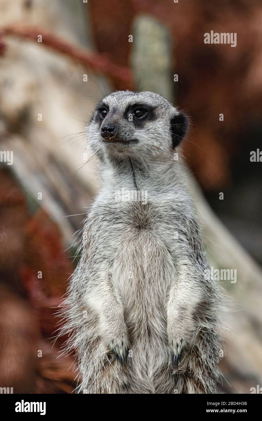 Single meerkat looking out Stock Photo - Alamy
