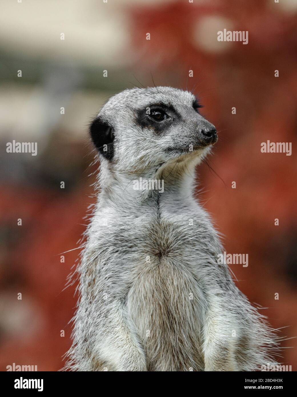 Single meerkat looking out Stock Photo - Alamy