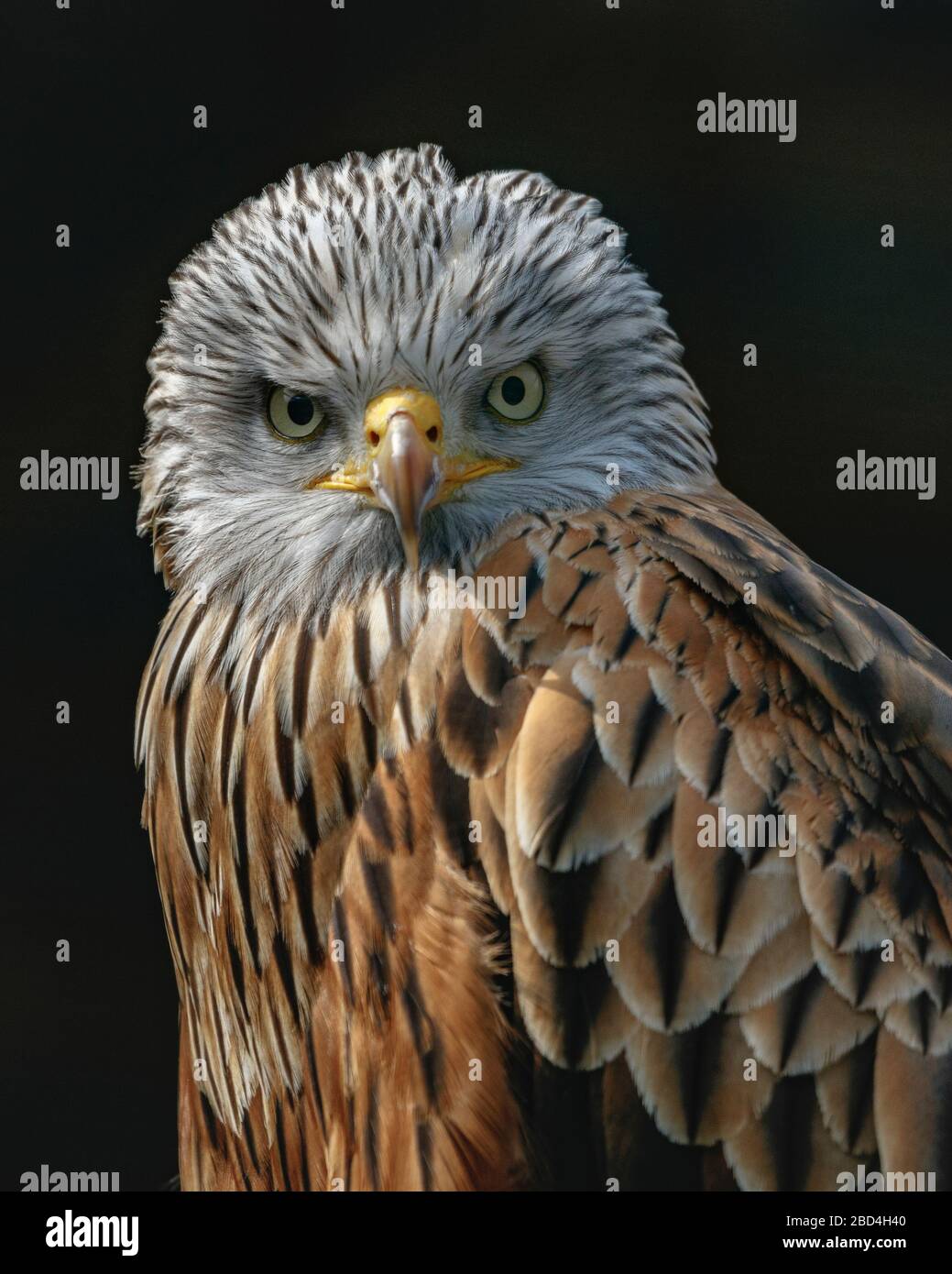 Close up side view proud hi-res stock photography and images - Alamy