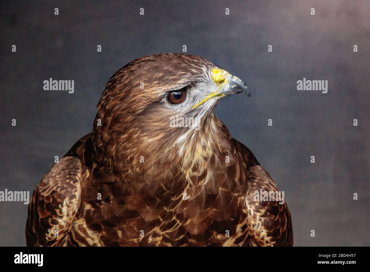 Buzzard feathers hi-res stock photography and images - Alamy