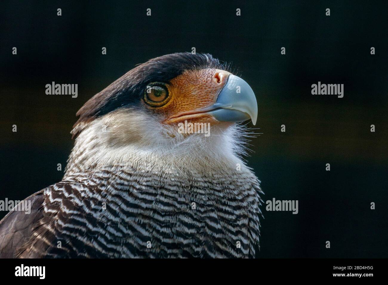 bird of prey close up head shot Stock Photo - Alamy