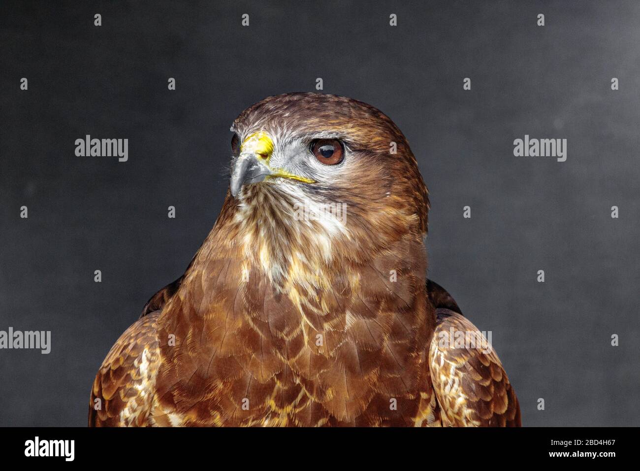 Buzzard feathers hi-res stock photography and images - Alamy