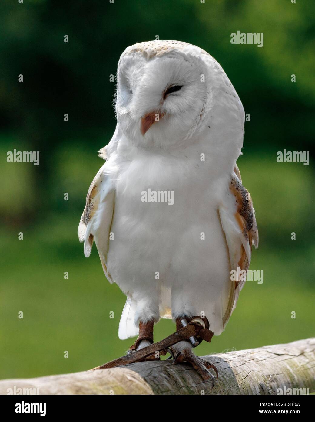 Barn owl eating its prey hi-res stock photography and images - Alamy