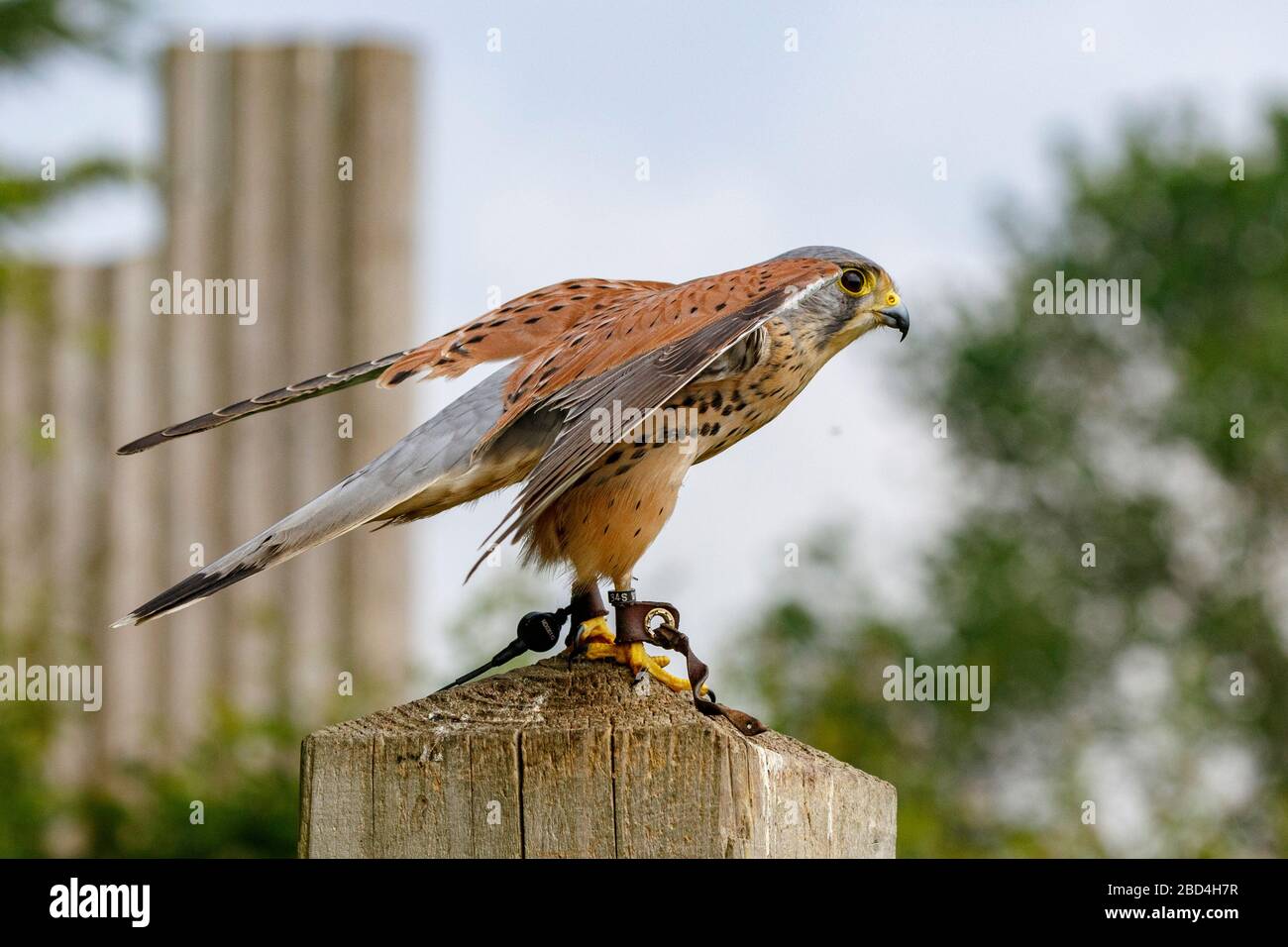 Most common raptor hi-res stock photography and images - Alamy
