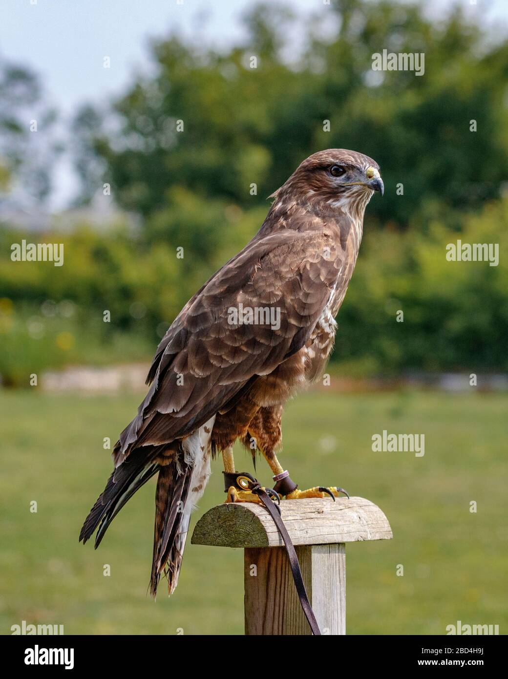common buzzard on s perch Stock Photo - Alamy