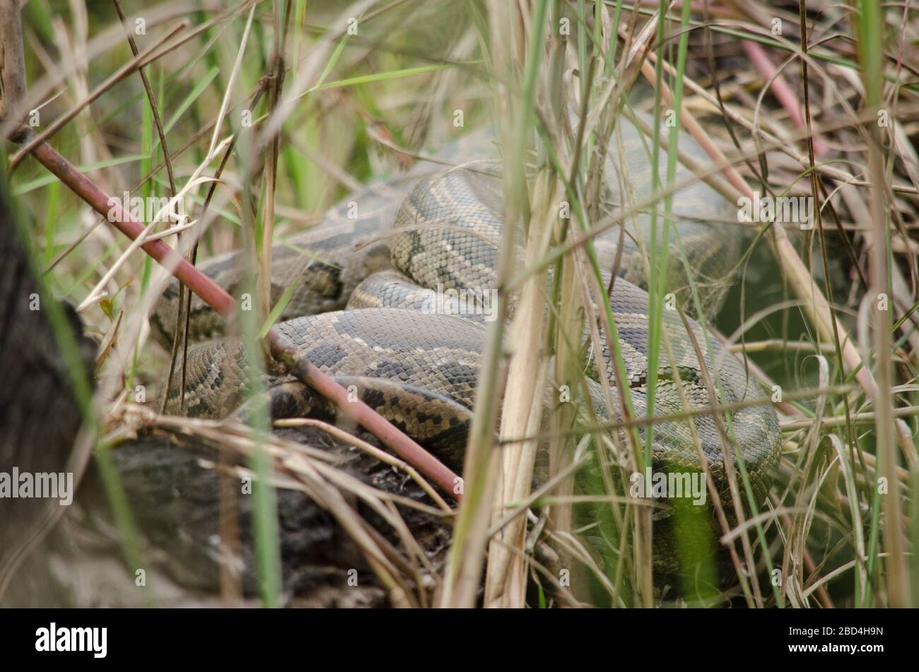 Southeast asia worlds longest snakes hi-res stock photography and ...