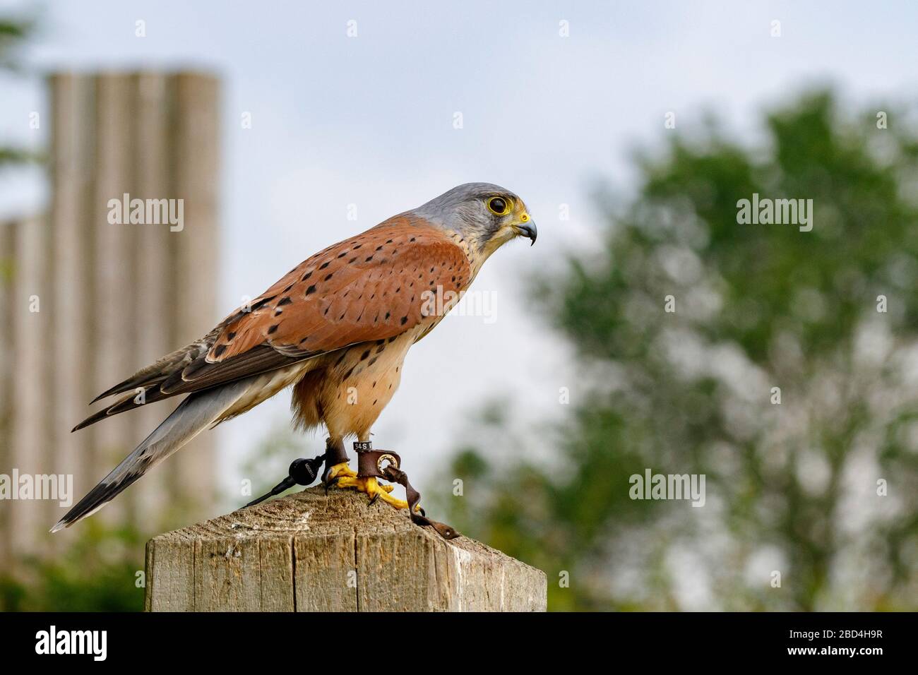 Most common raptor hi-res stock photography and images - Alamy