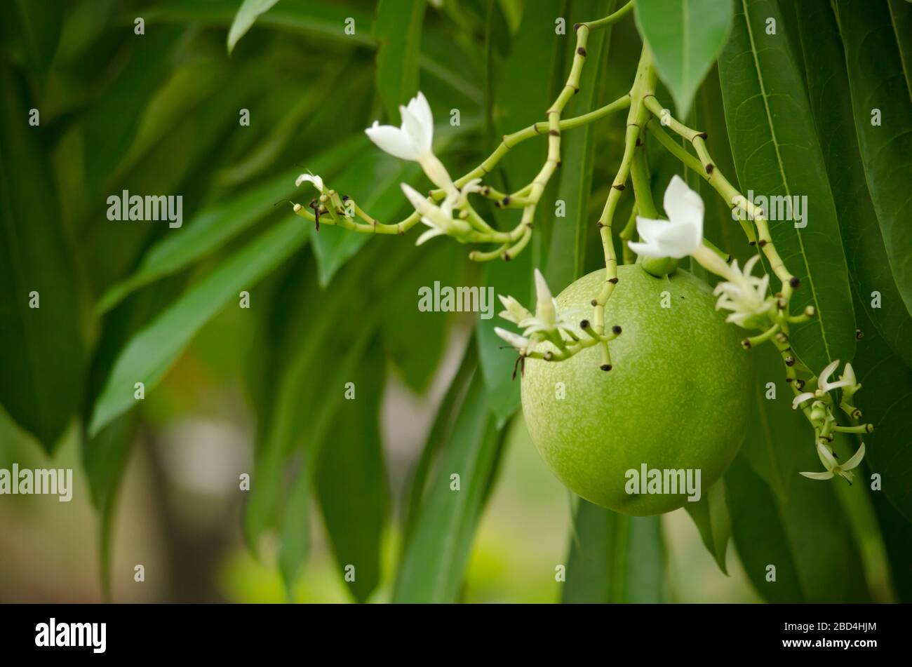 Cerbera odollam Gaertn is a dicotyledonous angiosperm, and commonly ...