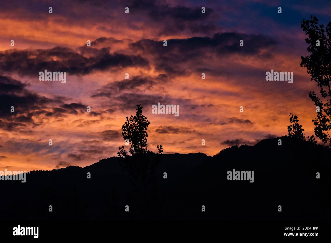 Beautiful view of clouded sky with lush green pine and walnut trees at ...