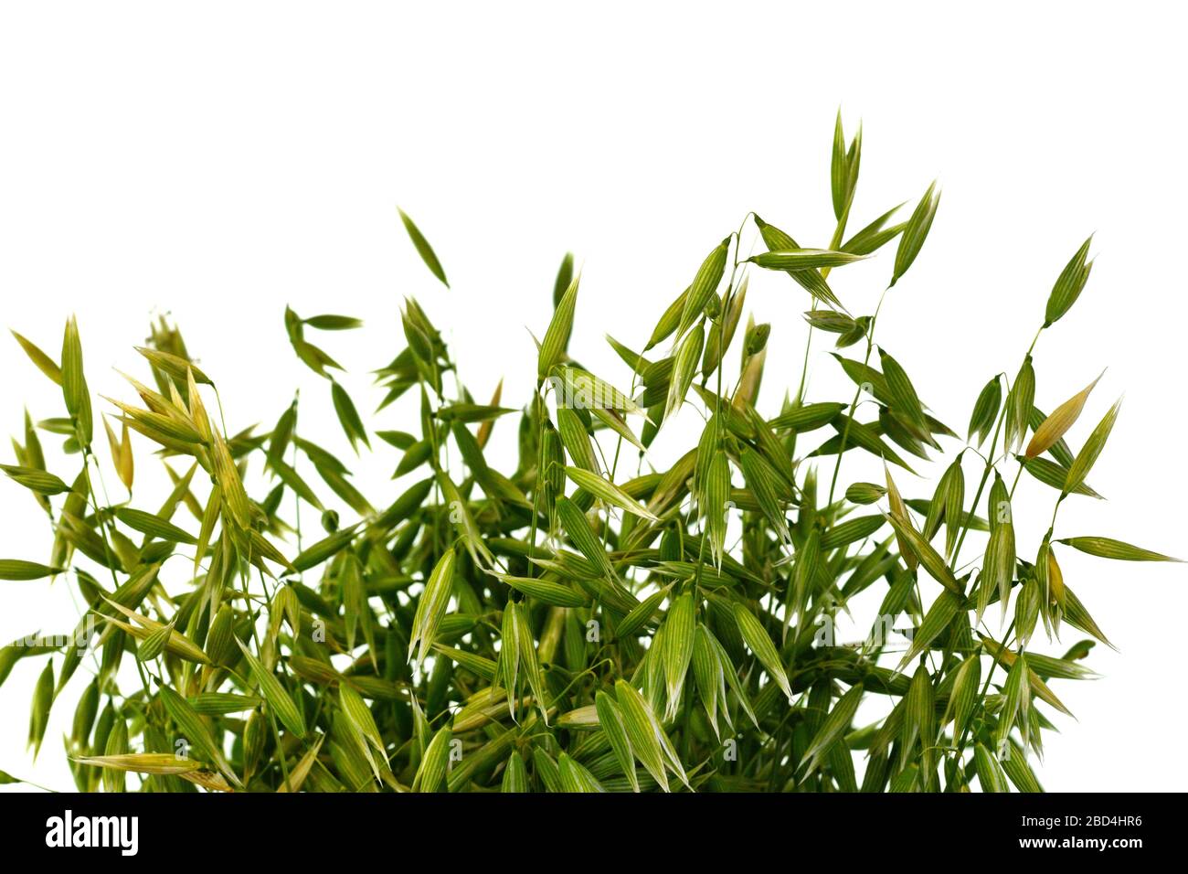 Bunch of green oats isolated on a white background. Oat ears. bouquet ...