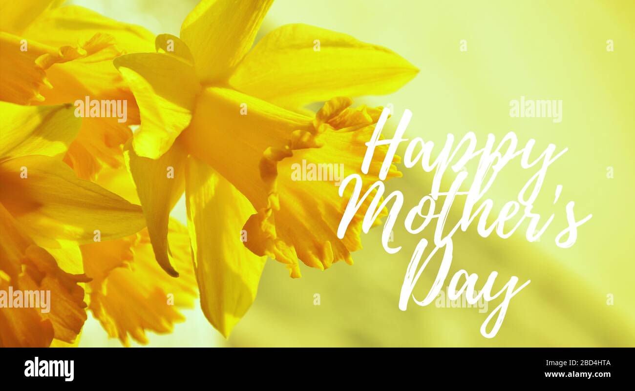 Happy Mothers Day words. Beautiful and tender bouquet of flowers in the ...