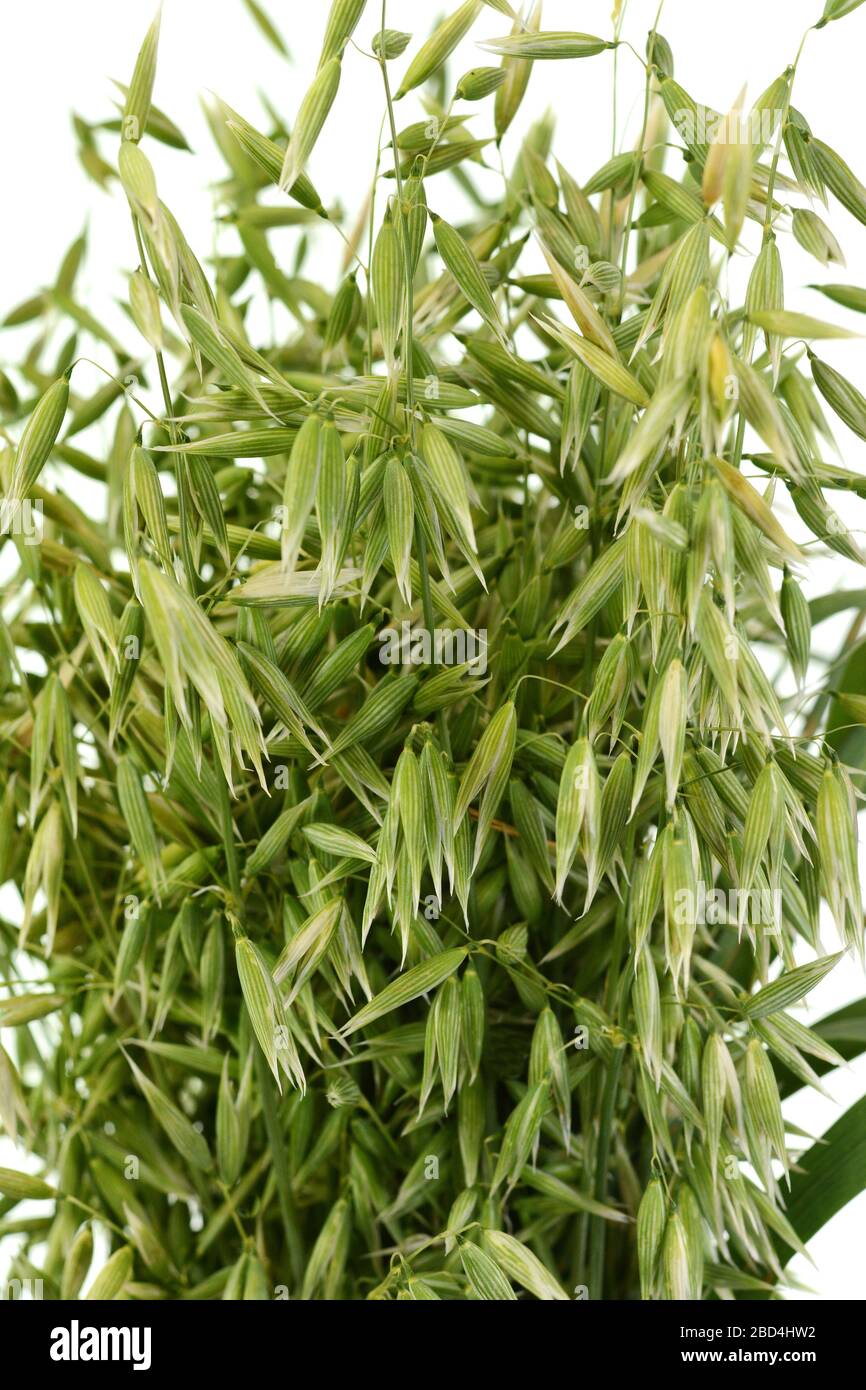 Bunch of green oats isolated on a white background. Oat ears. bouquet ...