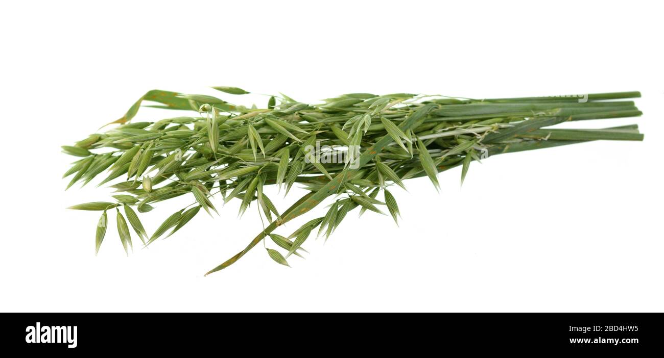 Bunch of green oats isolated on a white background. Oat ears. bouquet ...