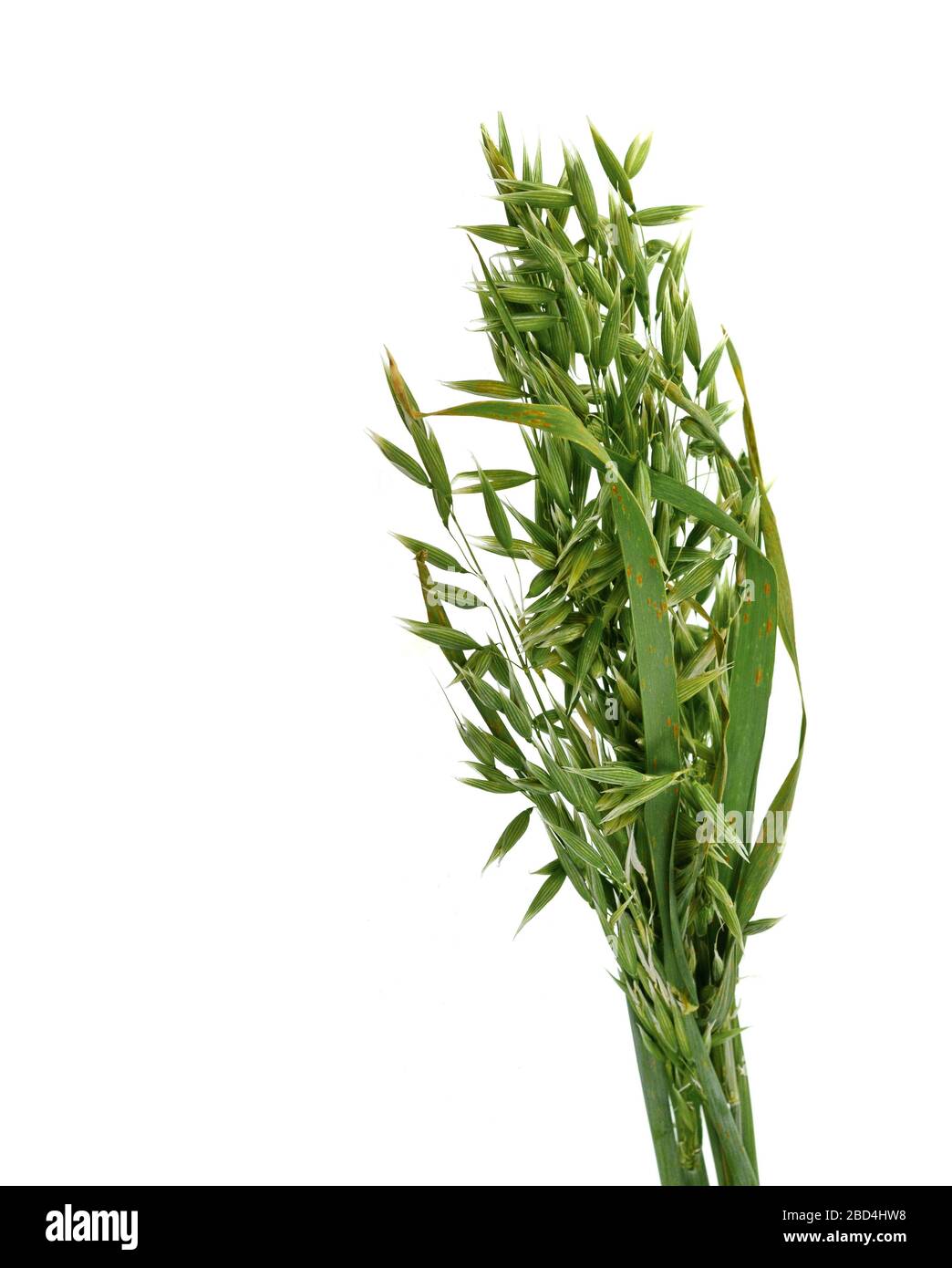 Bunch of green oats isolated on a white background. Oat ears. bouquet ...