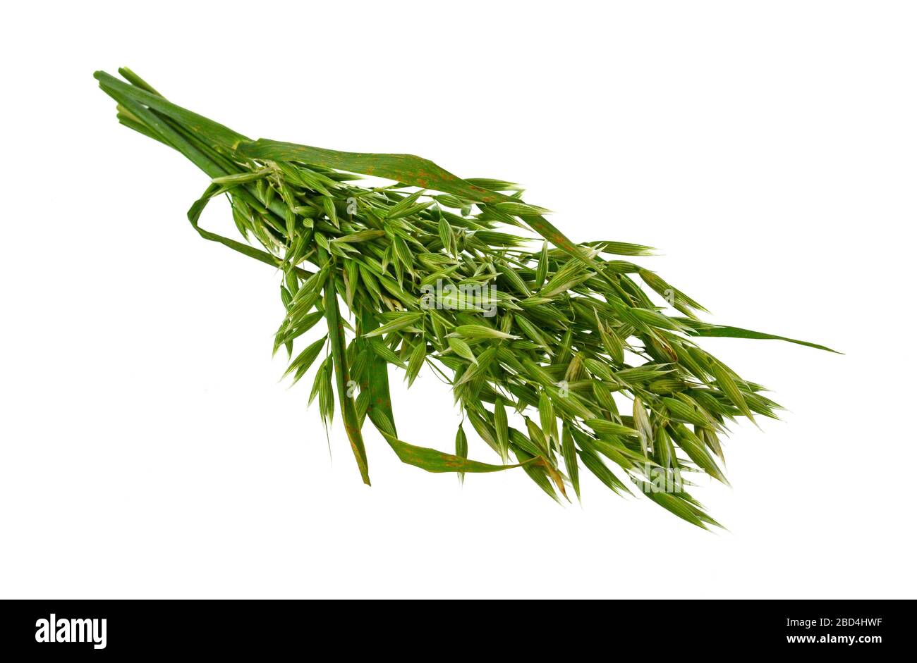 Bunch of green oats isolated on a white background. Oat ears. bouquet ...
