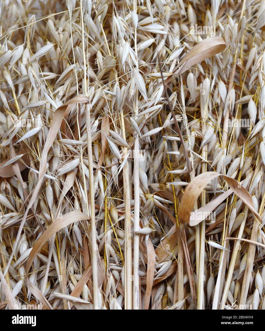 Bunch of golden oats. Oat ears . Bouquet of dried oat. Agriculture ...