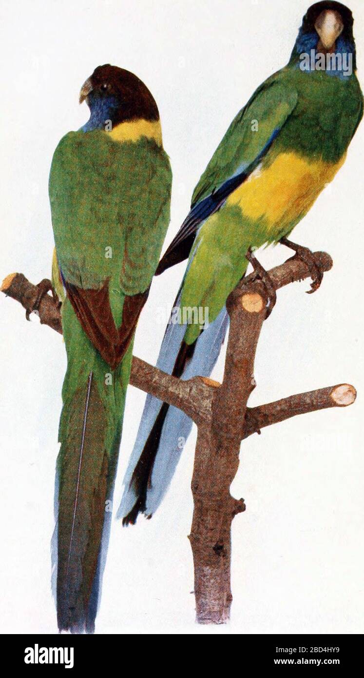 CENTRAL AUSTRALIAN YELLOW-BANDED PARROT Bai'iiardius zoiiariits n/vi ...