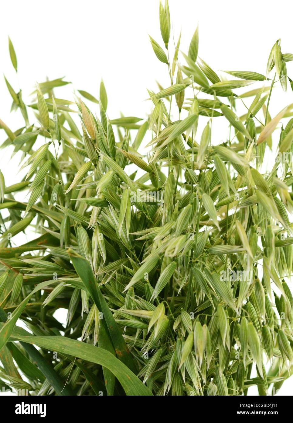 Bunch of green oats isolated on a white background. Oat ears. bouquet ...