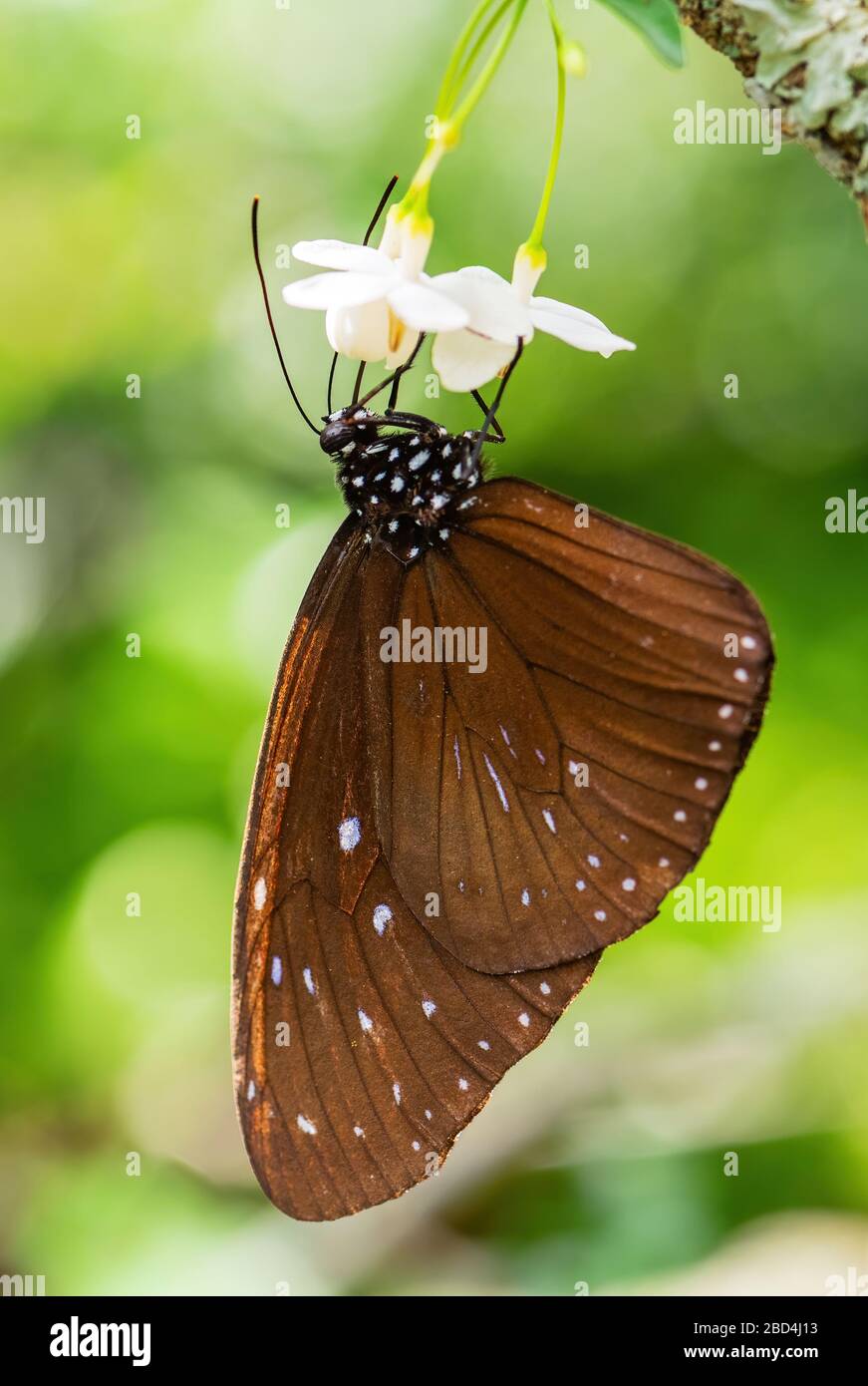 Blue and white crow hi-res stock photography and images - Alamy