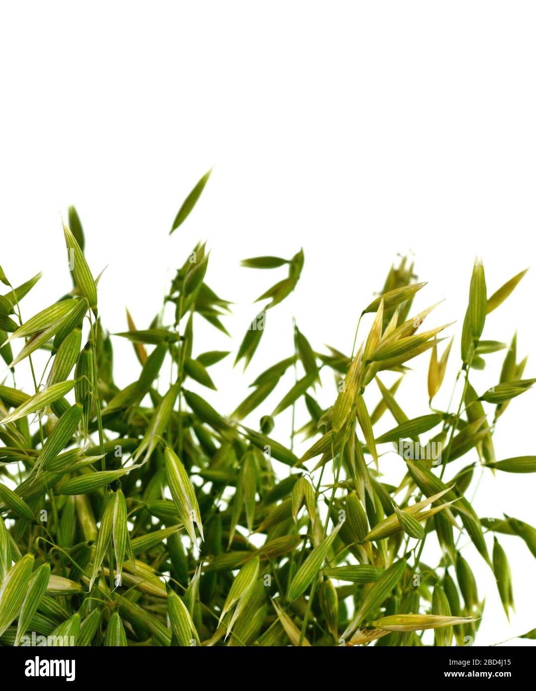 Bunch of green oats isolated on a white background. Oat ears. bouquet ...