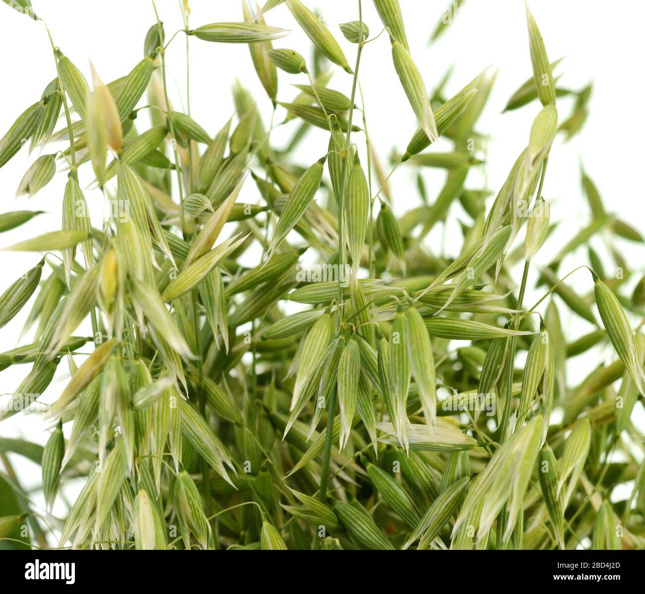 Bunch of green oats isolated on a white background. Oat ears. bouquet ...