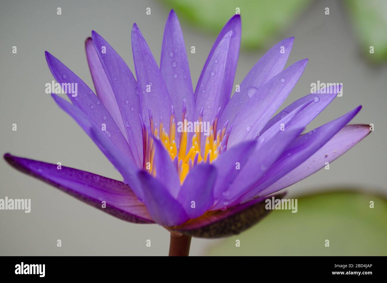 Lotus Flower is one of two extant species of aquatic plant in the ...