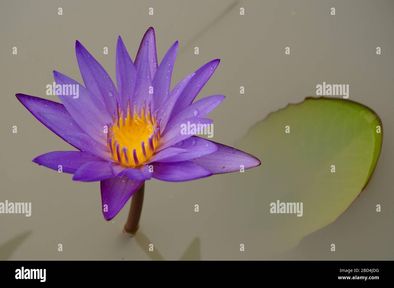 Lotus Flower is one of two extant species of aquatic plant in the ...