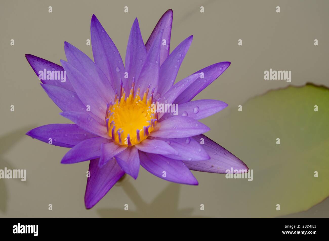 Lotus Flower is one of two extant species of aquatic plant in the ...