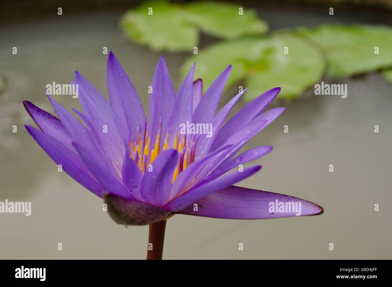 Lotus Flower is one of two extant species of aquatic plant in the ...