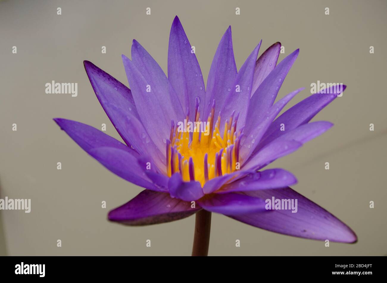 Lotus Flower is one of two extant species of aquatic plant in the ...