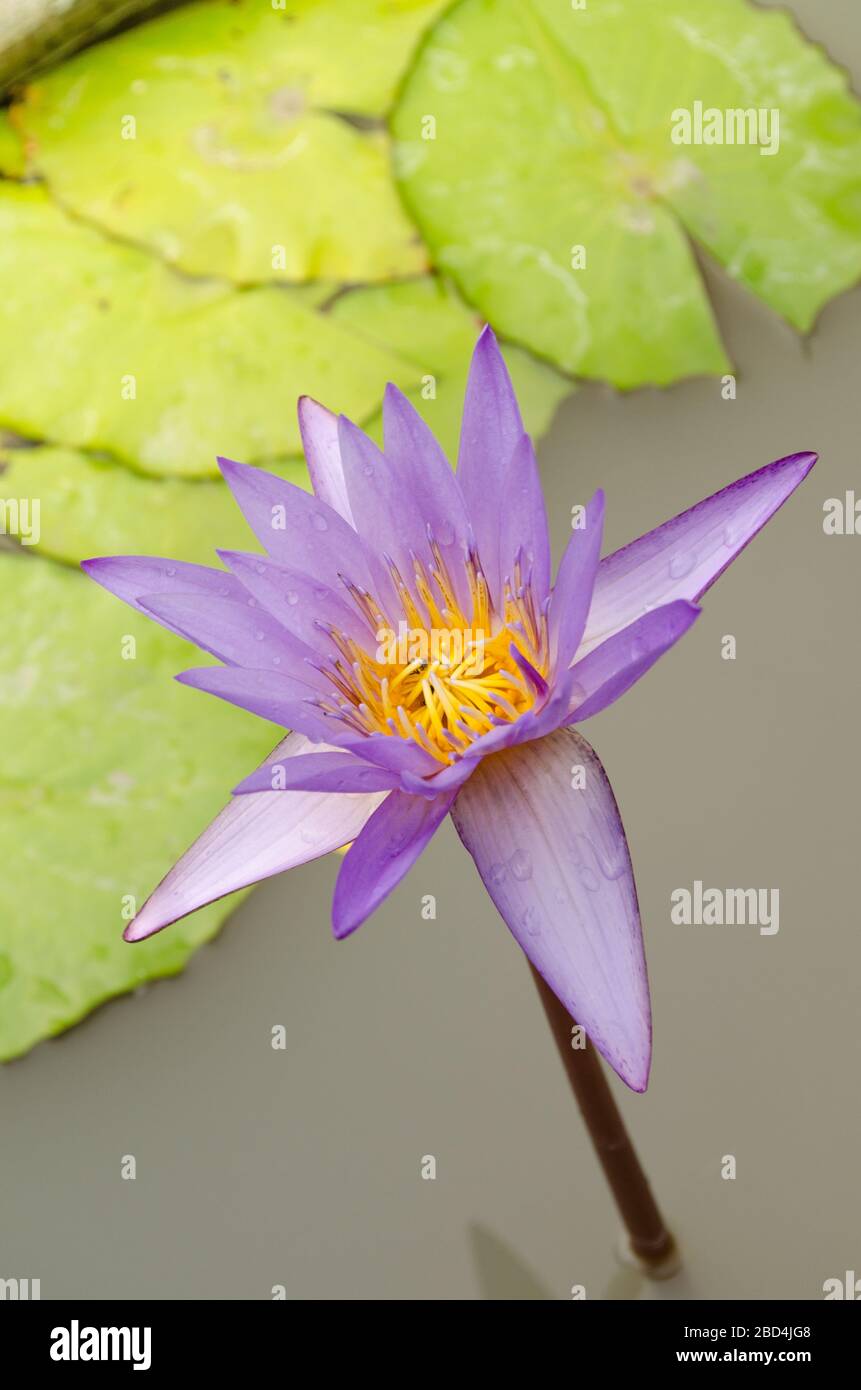 Lotus Flower is one of two extant species of aquatic plant in the ...