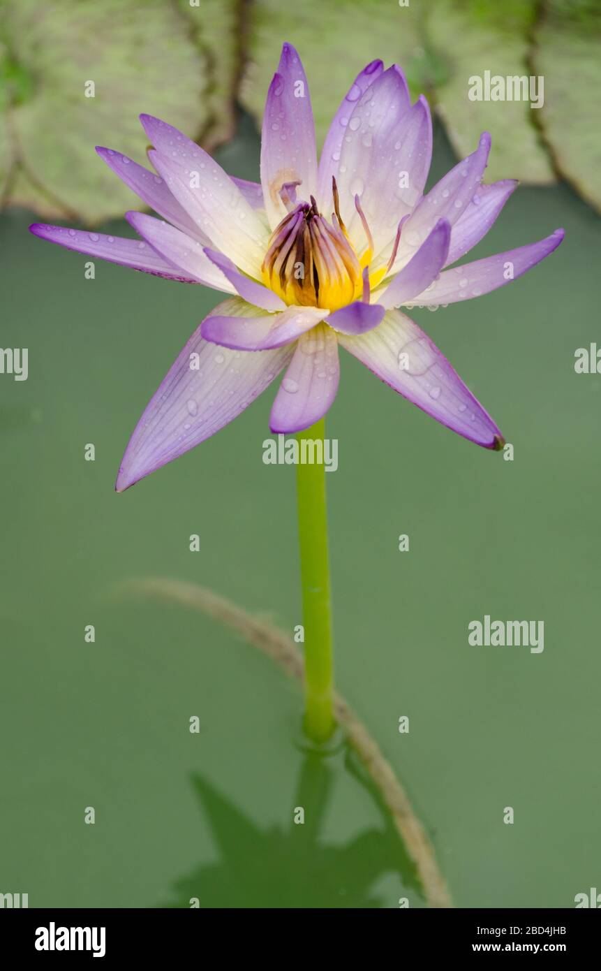 Lotus Flower is one of two extant species of aquatic plant in the ...