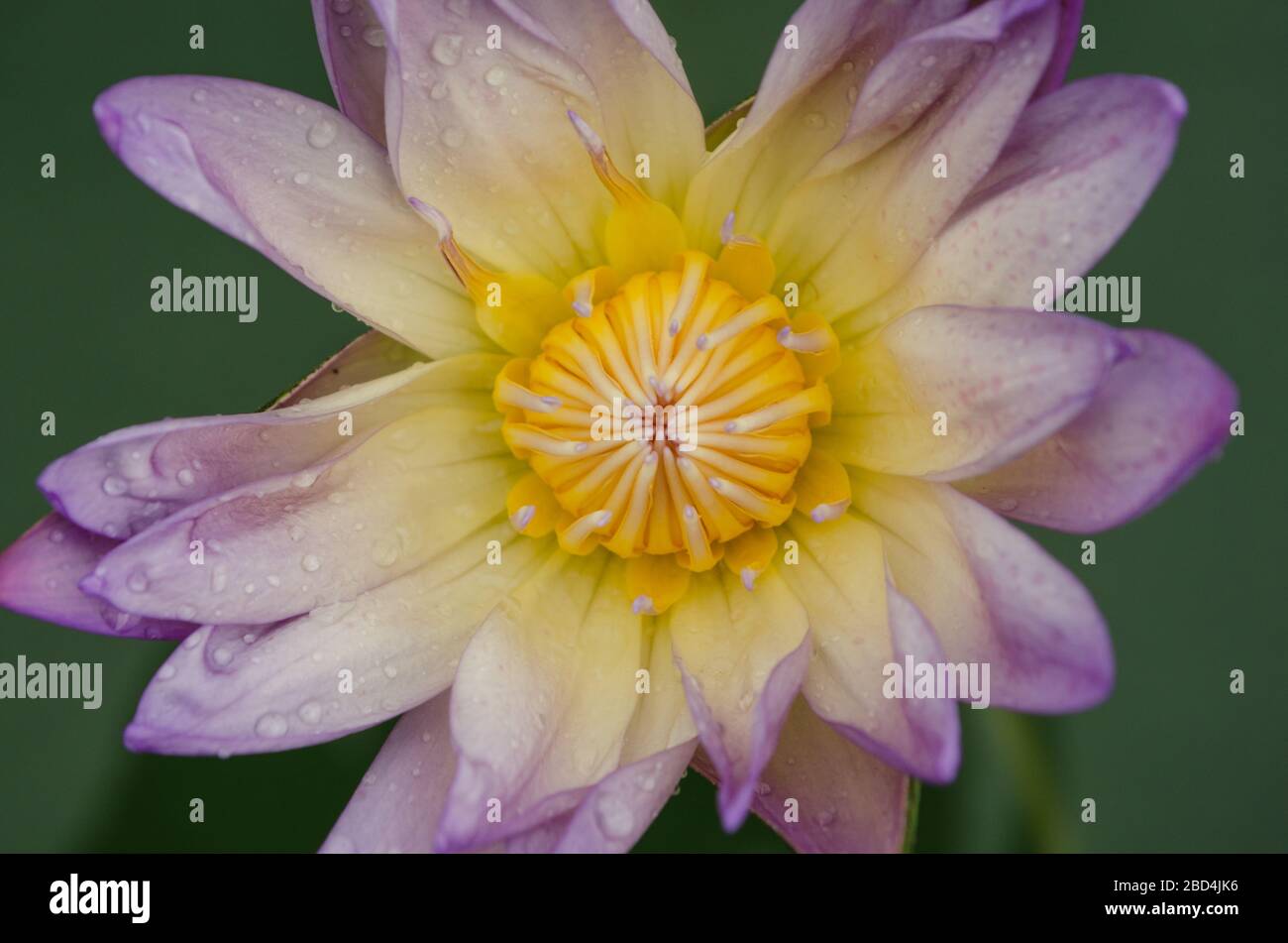 Lotus Flower is one of two extant species of aquatic plant in the ...