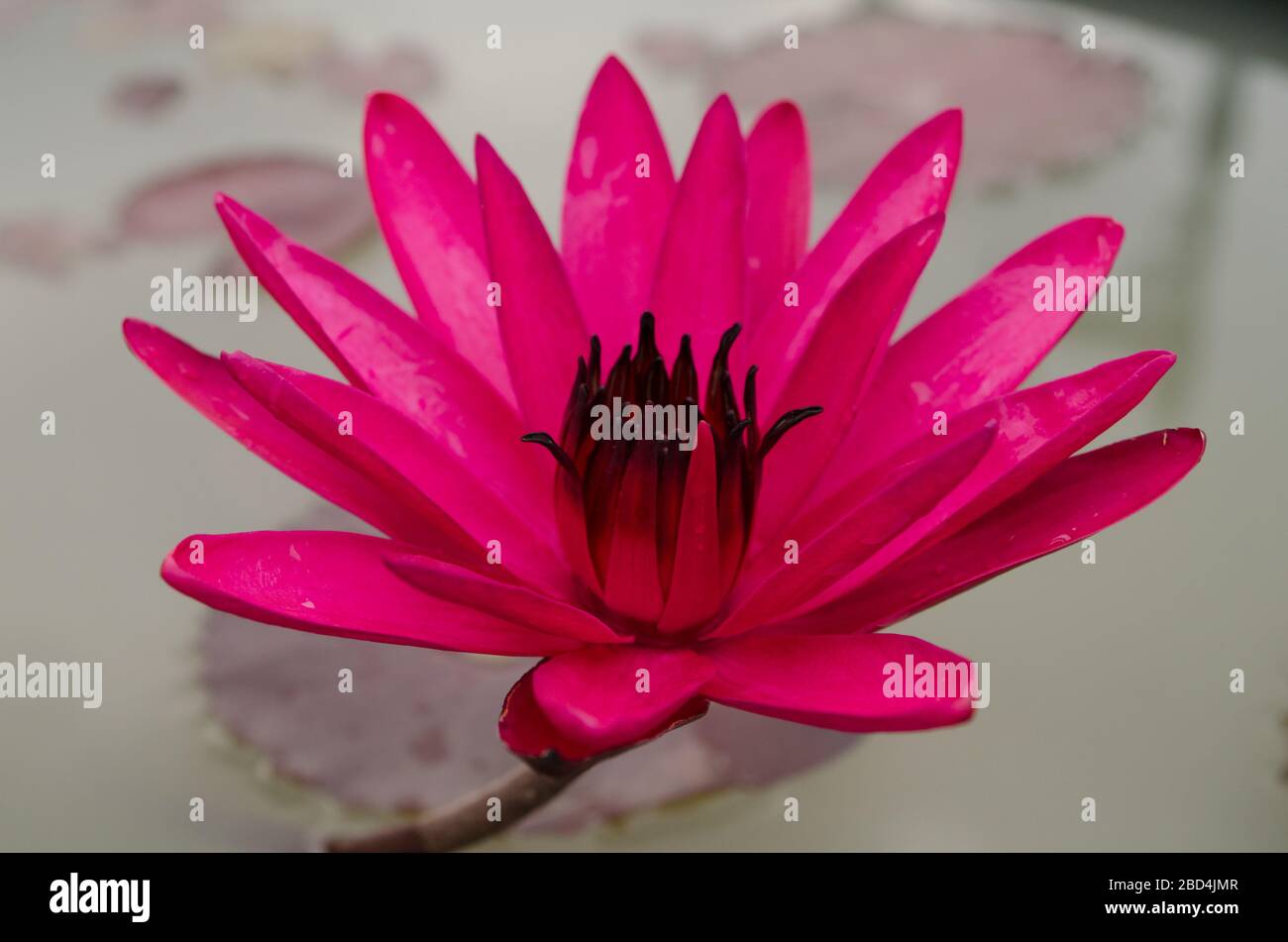 Lotus Flower is one of two extant species of aquatic plant in the ...