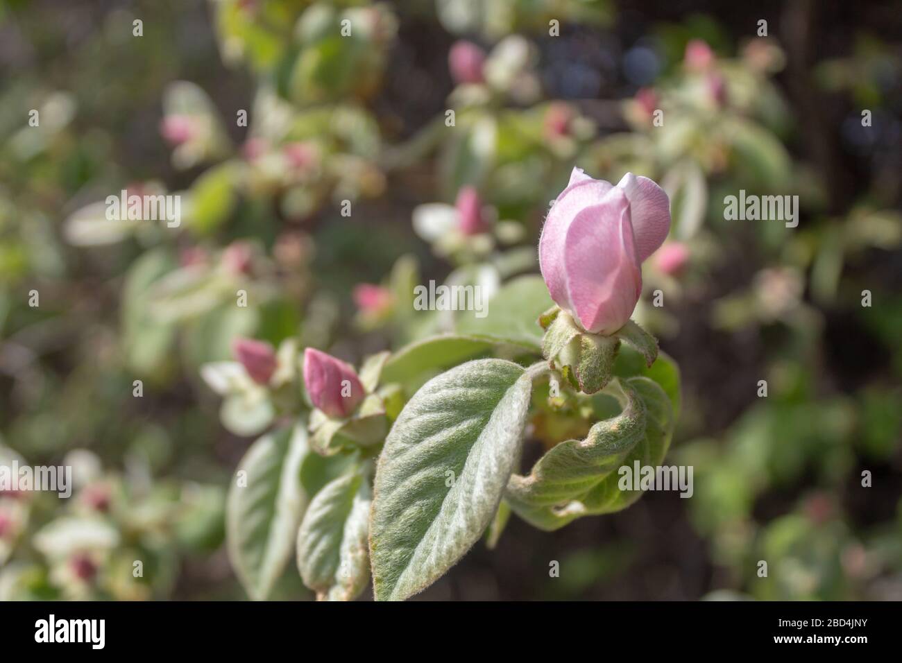 White quince flowers hi-res stock photography and images - Alamy